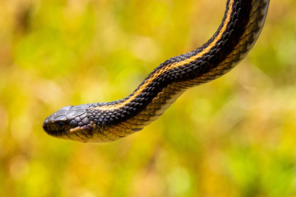 Curious Nature: Snake hibernacula is the key to a cold-blooded winter ...